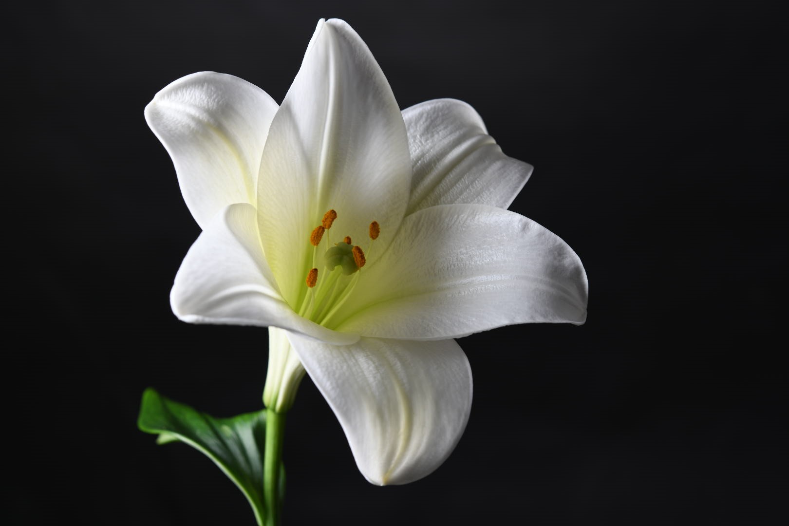 Lilie Foto & Bild | fotos, natur, pflanzen Bilder auf fotocommunity