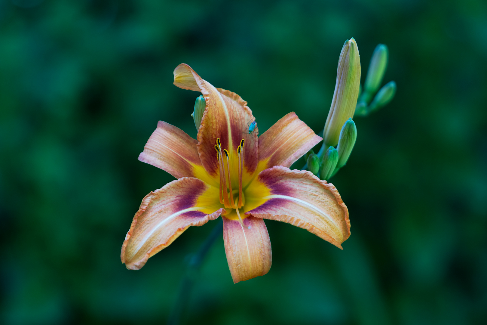 Lilie Foto & Bild | pflanzen, pilze & flechten, blüten- & kleinpflanzen ...