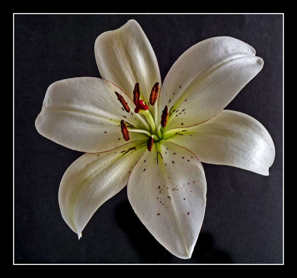 LILIE II Foto & Bild | pflanzen, pilze & flechten, fotokunst ...