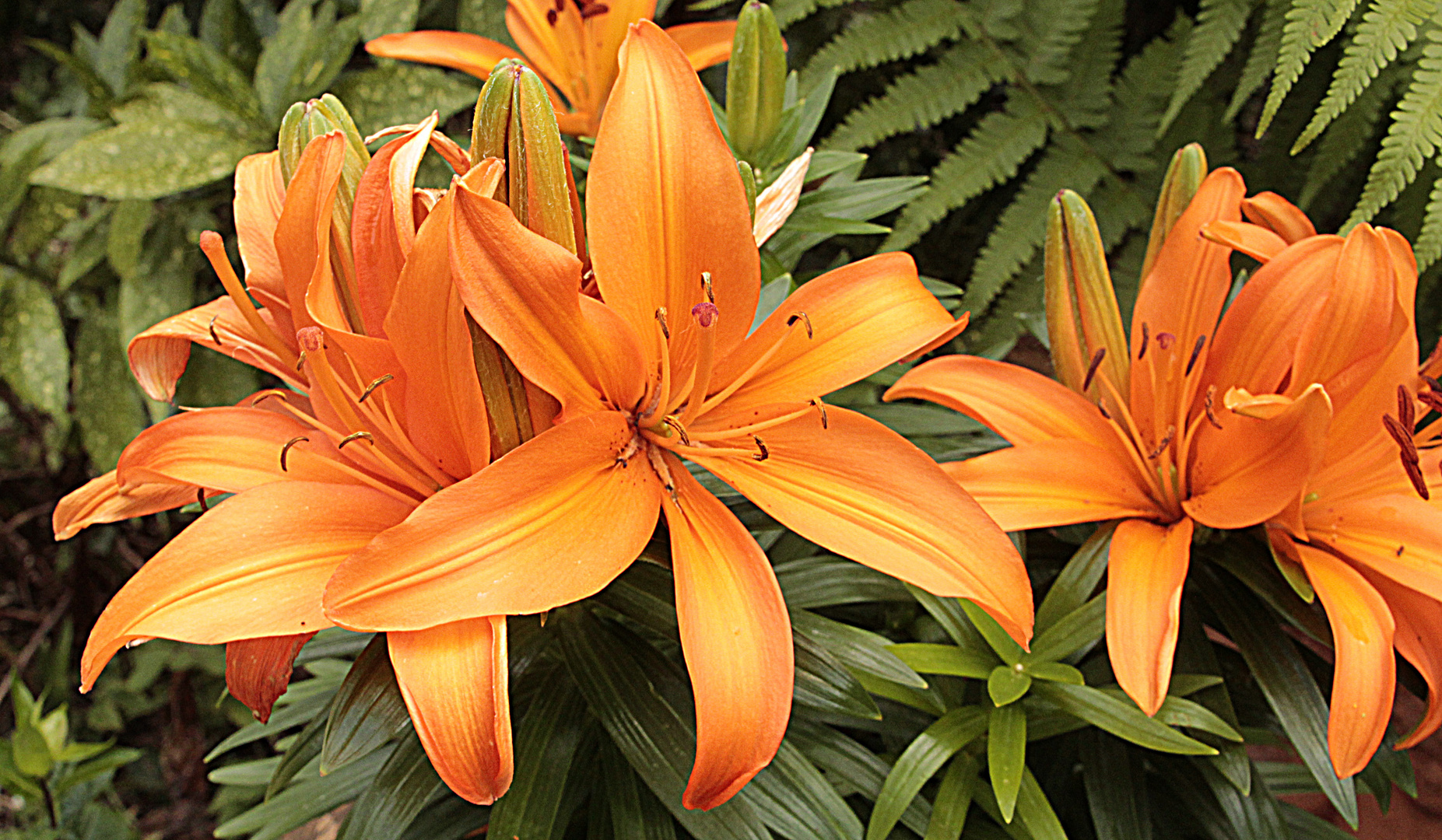 Lilien Foto & Bild | jahreszeiten, sommer, natur Bilder auf fotocommunity