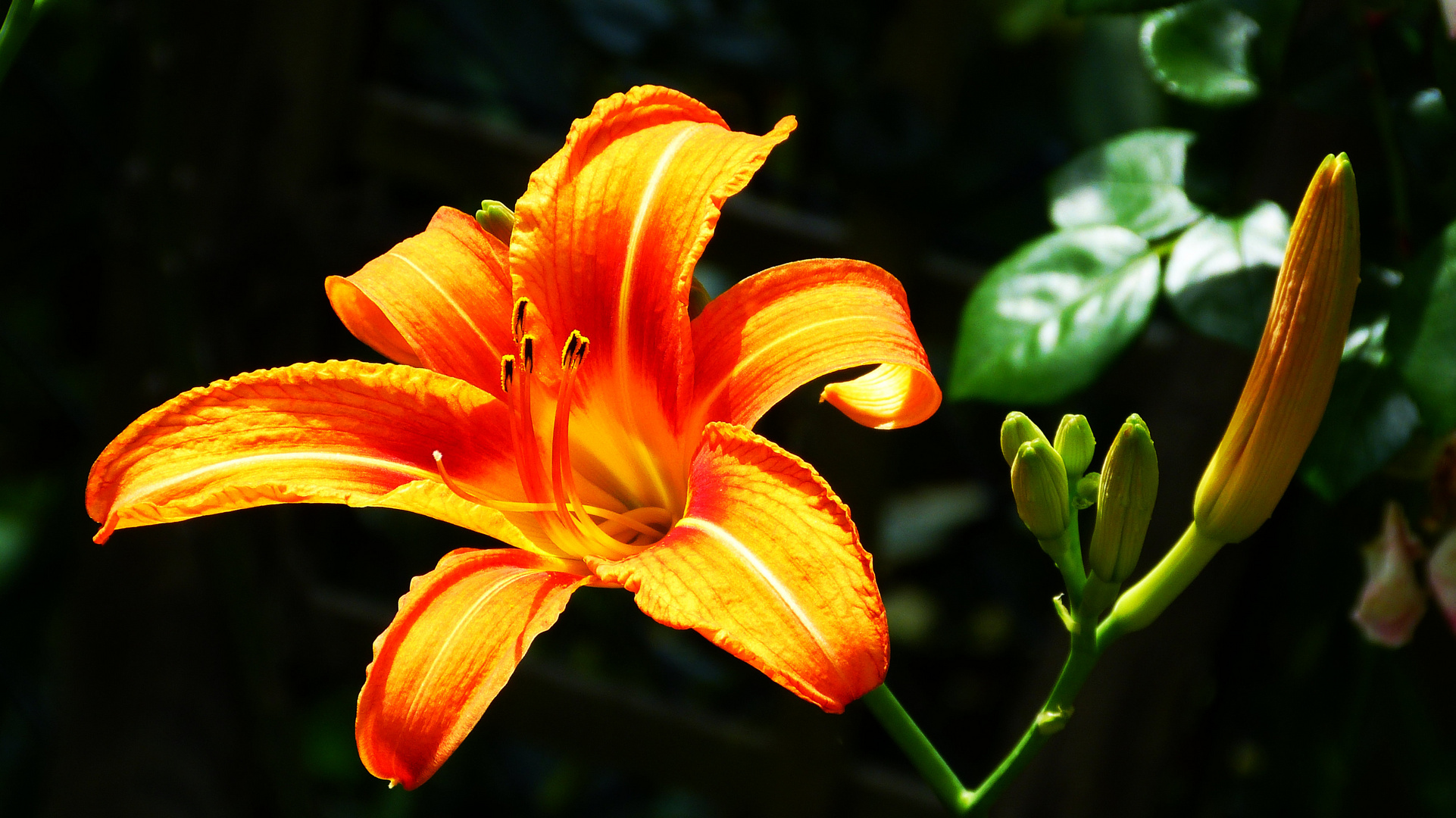 Lilien Foto & Bild | pflanzen, pilze & flechten, blüten ...