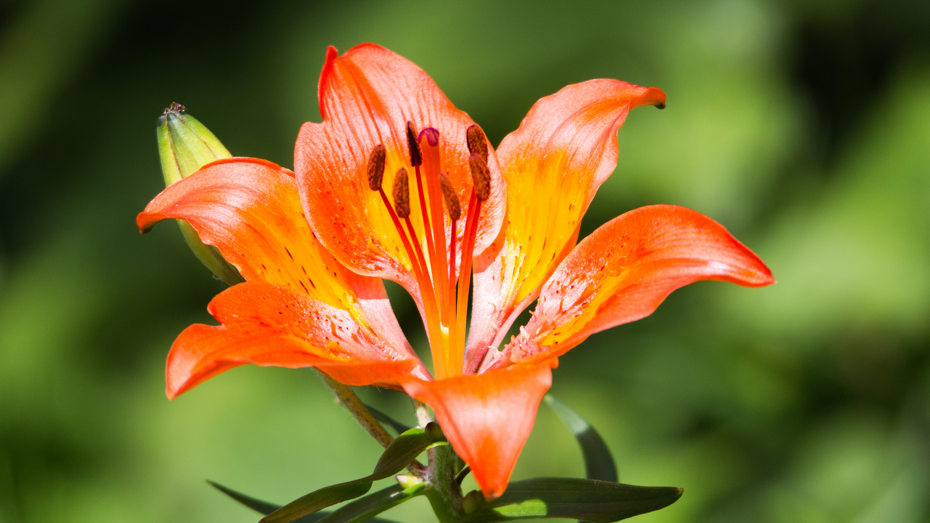 Lilien Foto & Bild | europe, italy, vatican city, s marino, italy ...