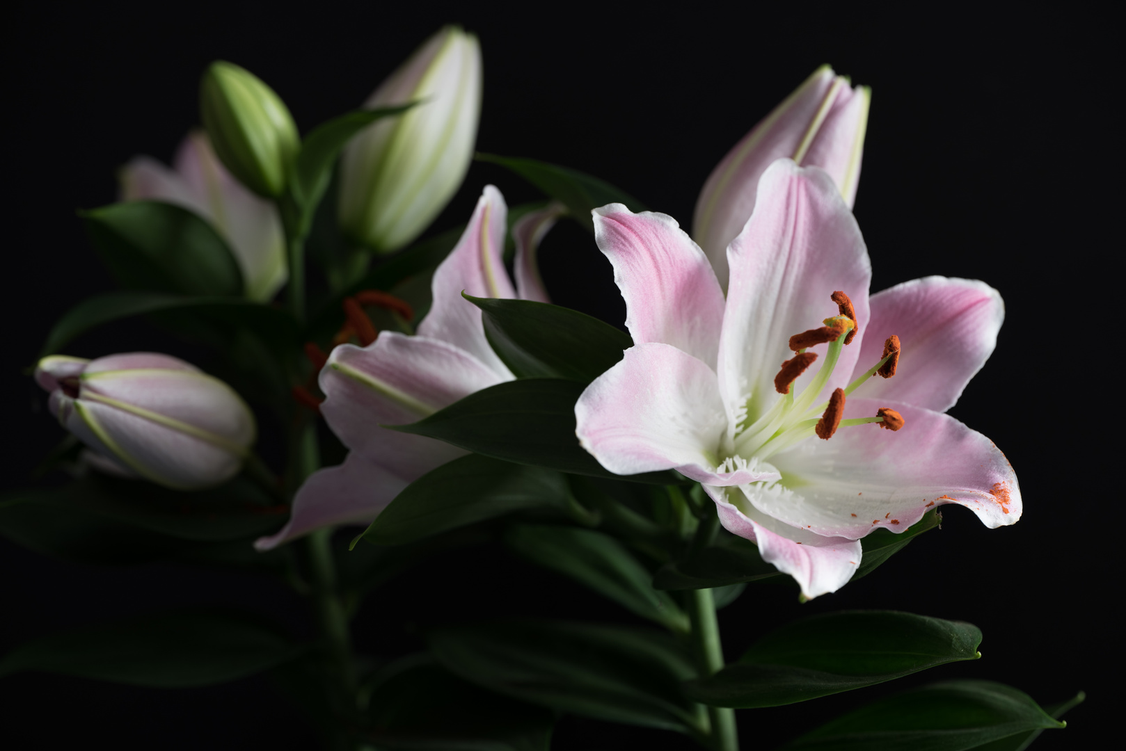 Lilien Foto & Bild | pflanzen, pilze & flechten, blüten ...