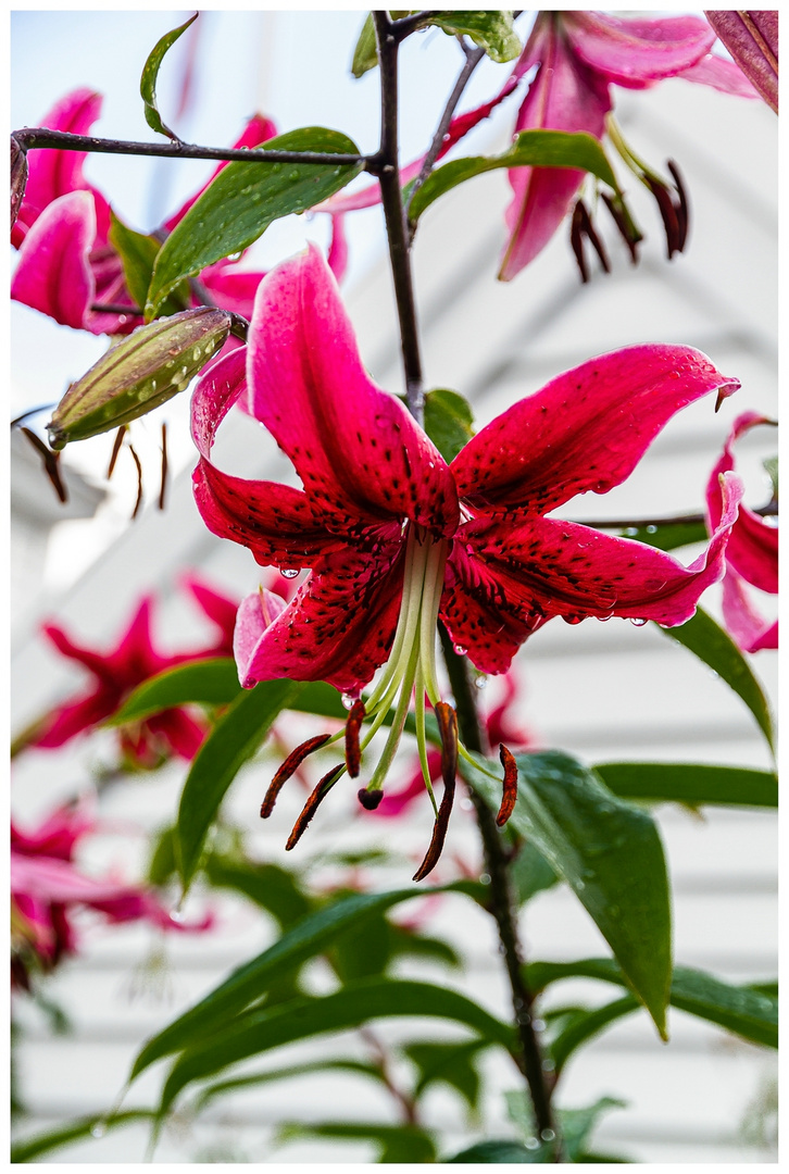 Lilien Foto & Bild | urlaub, fotos, outdoor Bilder auf fotocommunity