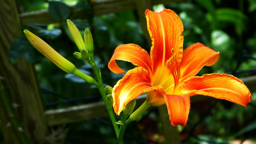 Lilien Foto & Bild | pflanzen, pilze & flechten, blüten ...