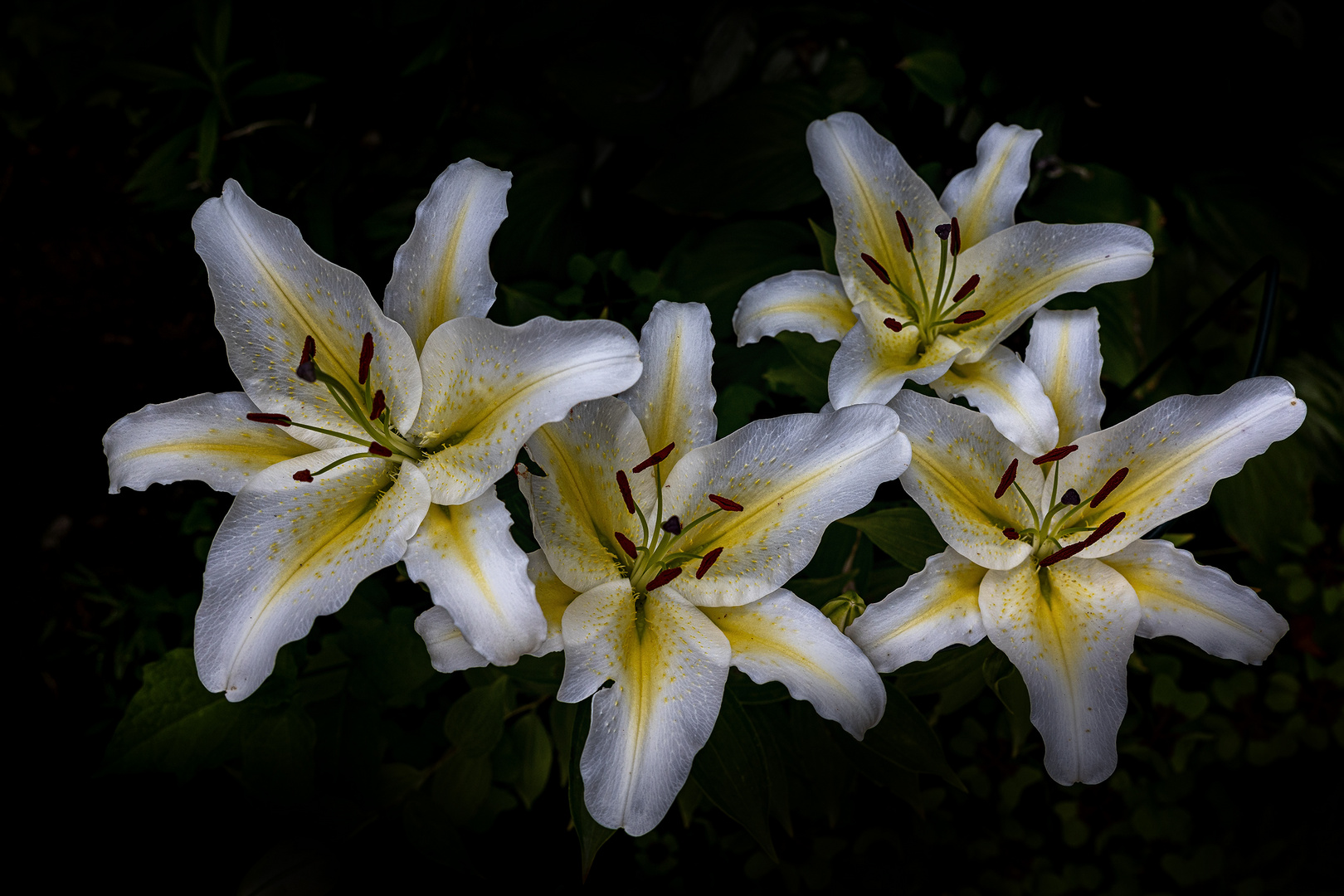 Lilien Foto & Bild | pflanzen, pilze & flechten, blüten ...