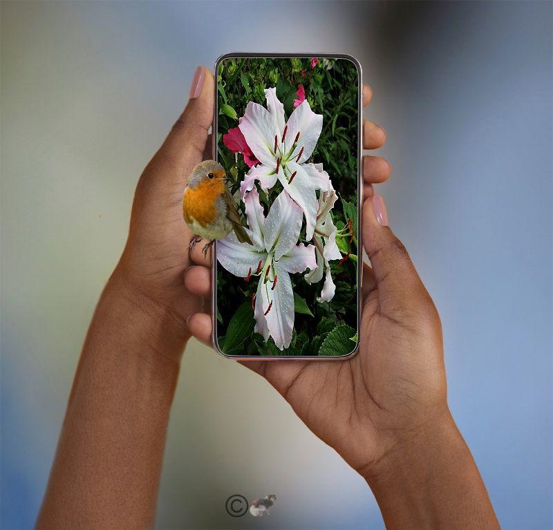 Lilien und Vogel Foto & Bild | fotomontage, composing , montagen Bilder auf fotocommunity