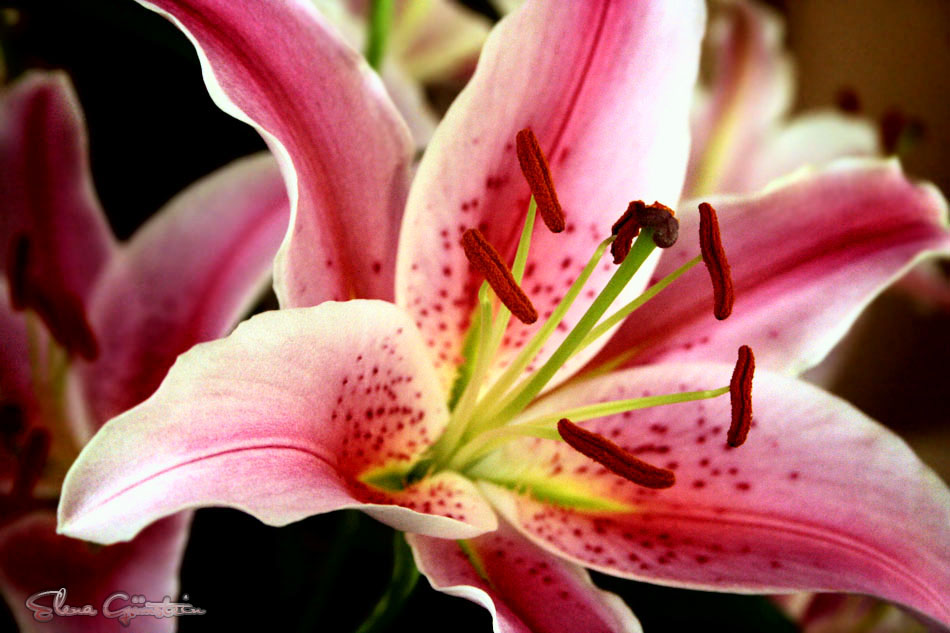 Lilis Imagen & Foto | plantas, flores, naturaleza Fotos de fotocommunity