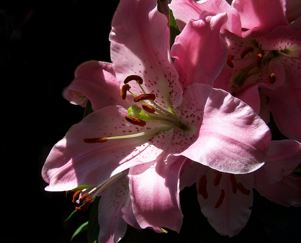 Lilium rose photo et image | plantes, champignons & lichens, nature ...