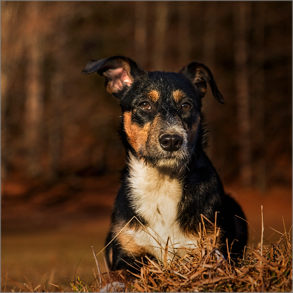 Lilli Foto & Bild | tiere, haustiere, hunde Bilder auf fotocommunity