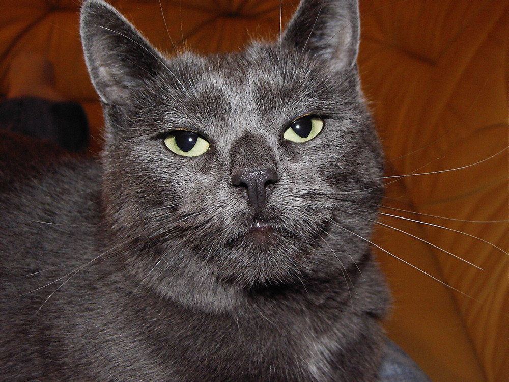 Lilli Foto & Bild | tiere, haustiere, katzen Bilder auf fotocommunity