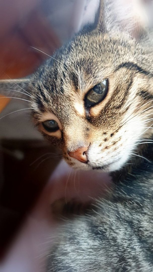 Lilli die katze Foto & Bild | fotos, natur, katze Bilder auf fotocommunity