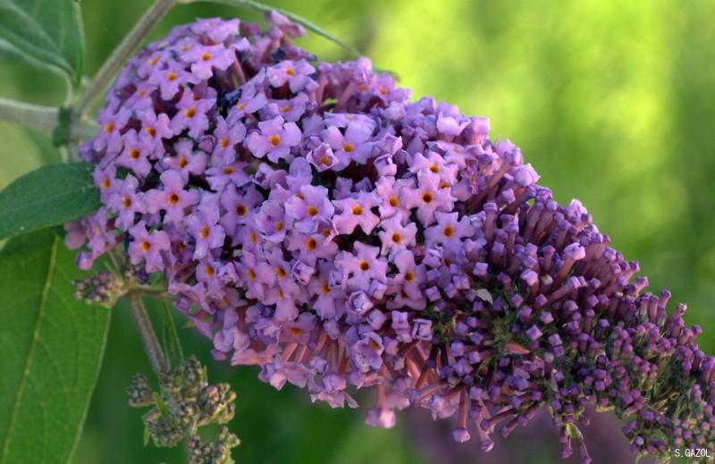 LILO Imagen & Foto | plantas, Árboles, naturaleza Fotos de fotocommunity