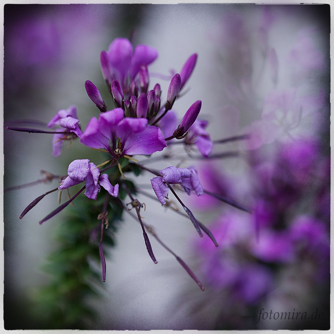 Lilq Foto & Bild | pflanzen, pilze & flechten, blüten- & kleinpflanzen ...