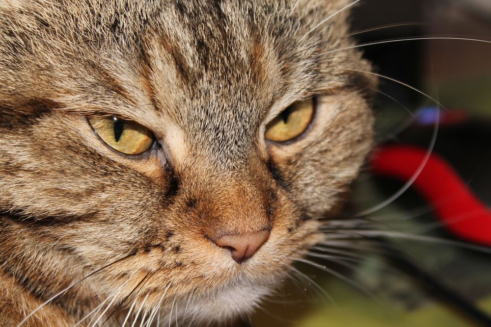 Lily Foto & Bild | tiere, haustiere, katzen Bilder auf fotocommunity