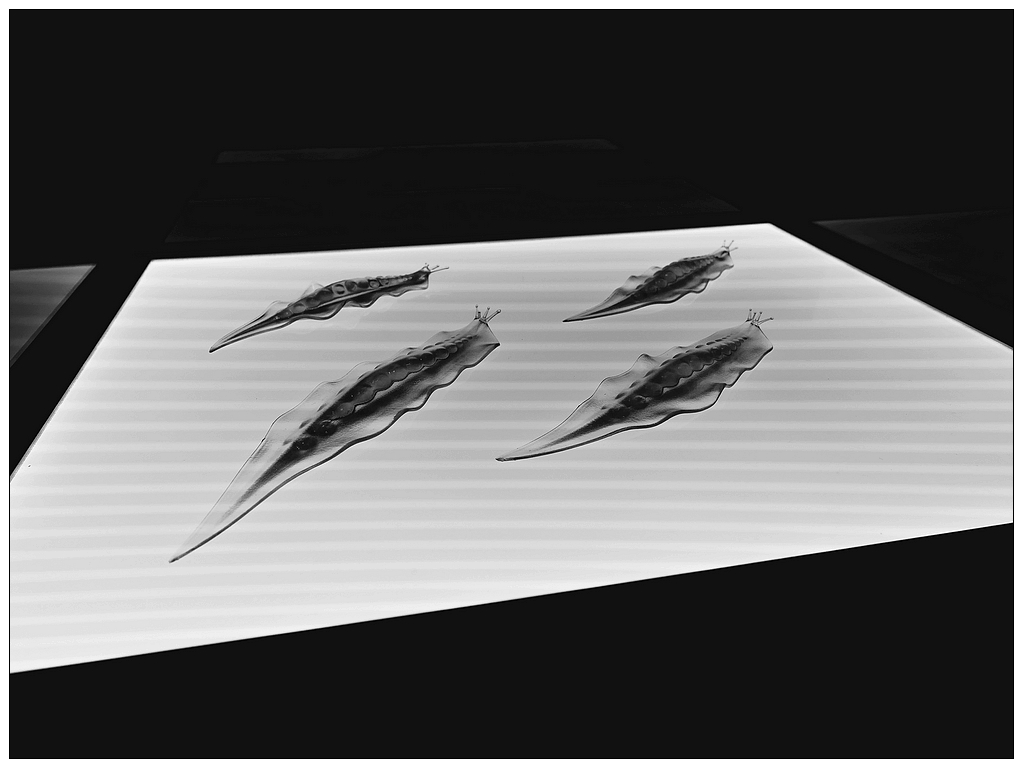 Limaces photo et image | art, s-w, schwarzweiss Images fotocommunity