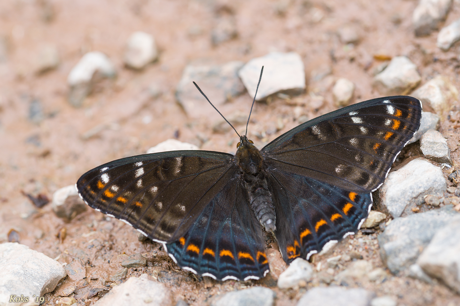 Limenitis populi Foto & Bild | makro, natur, insekten Bilder auf ...