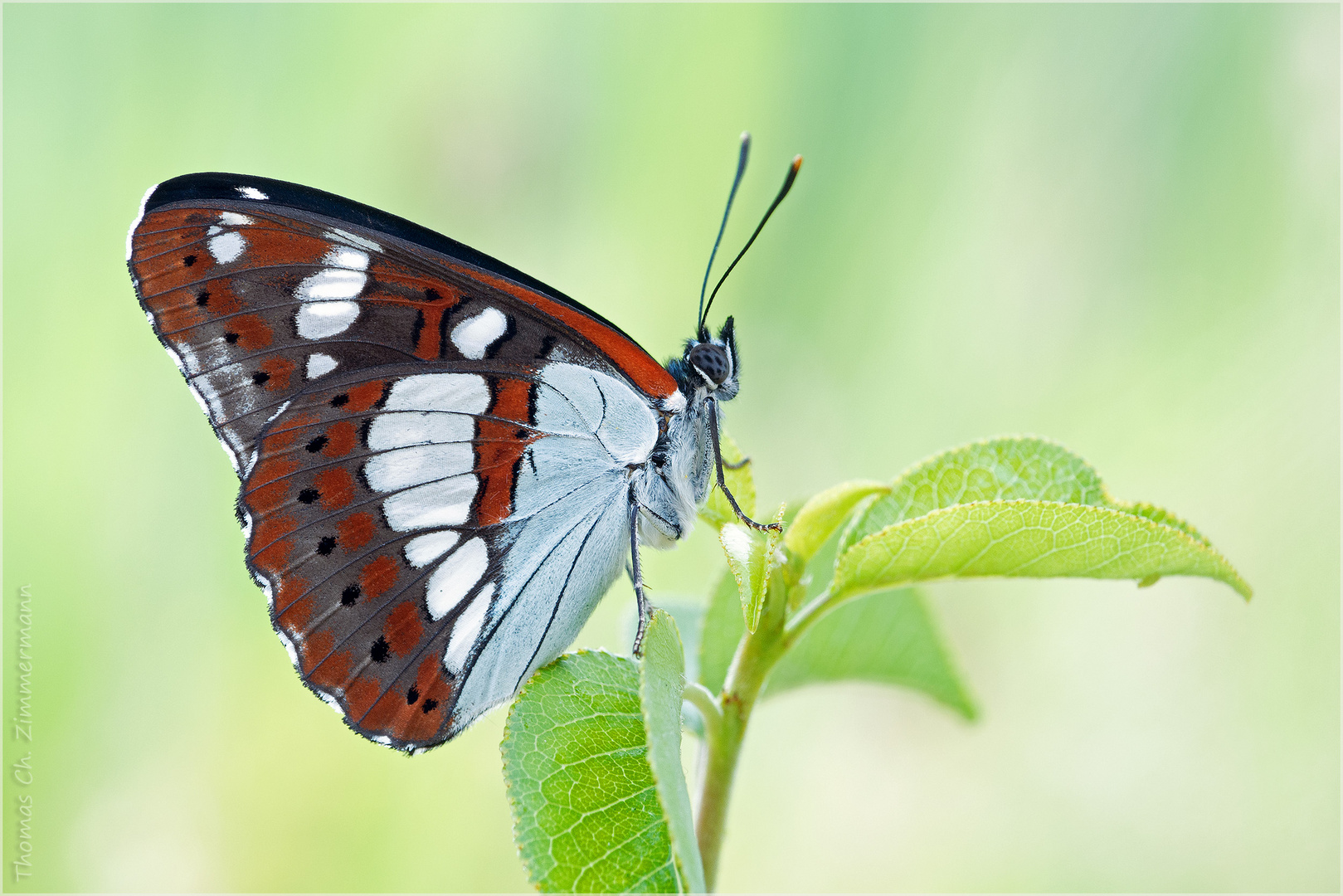 Limenitis reducta Foto & Bild | fotos, makro, natur Bilder auf ...