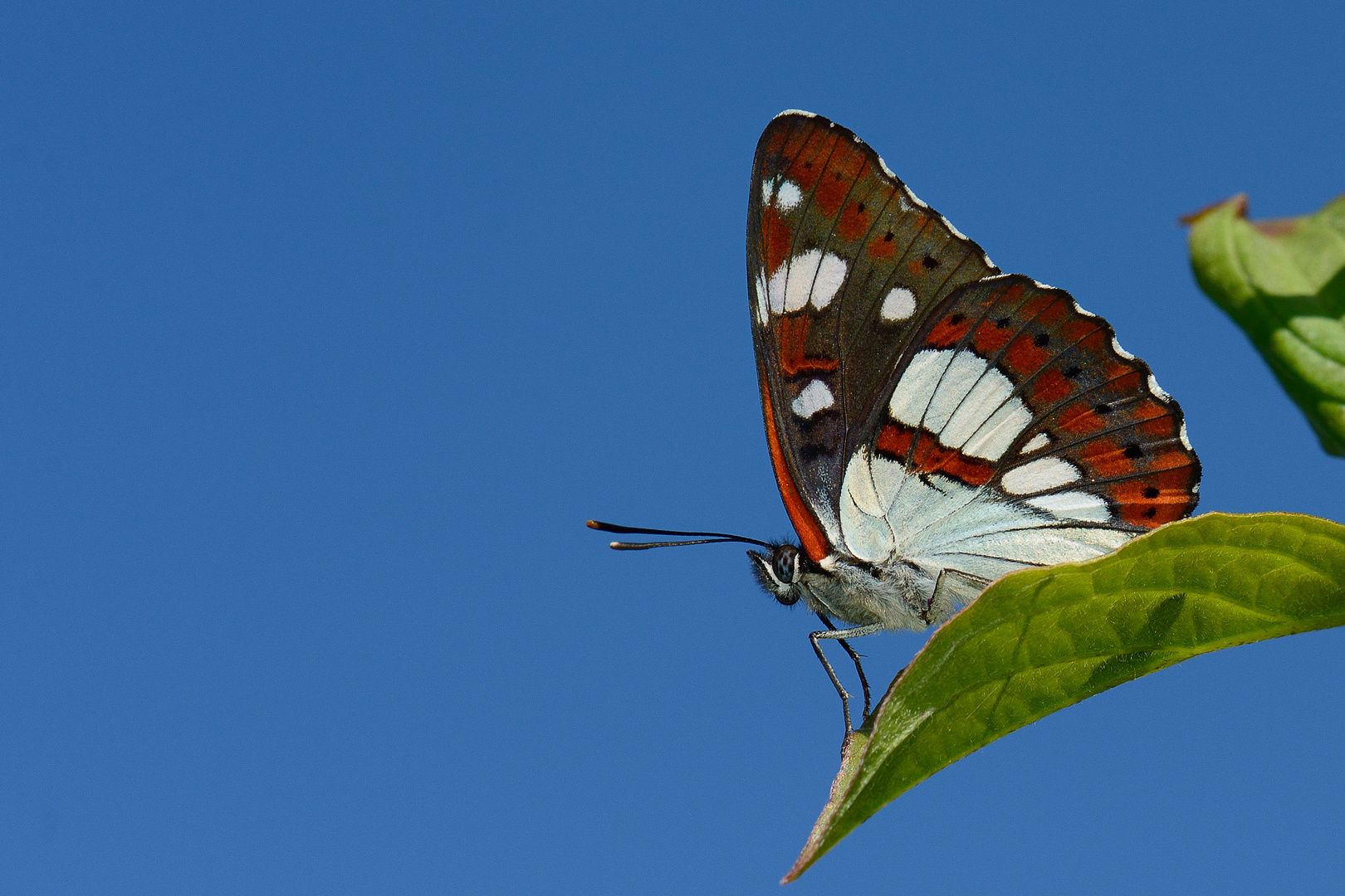 Limenitis reducta , Southern White admiral Foto & Bild | tiere ...