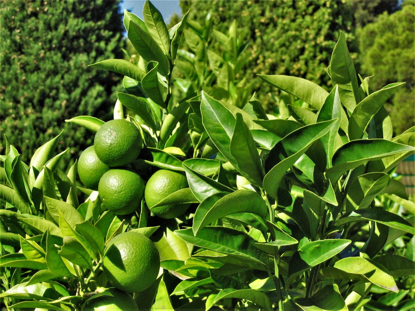 Limetten Foto & Bild | france, world, sea Bilder auf fotocommunity