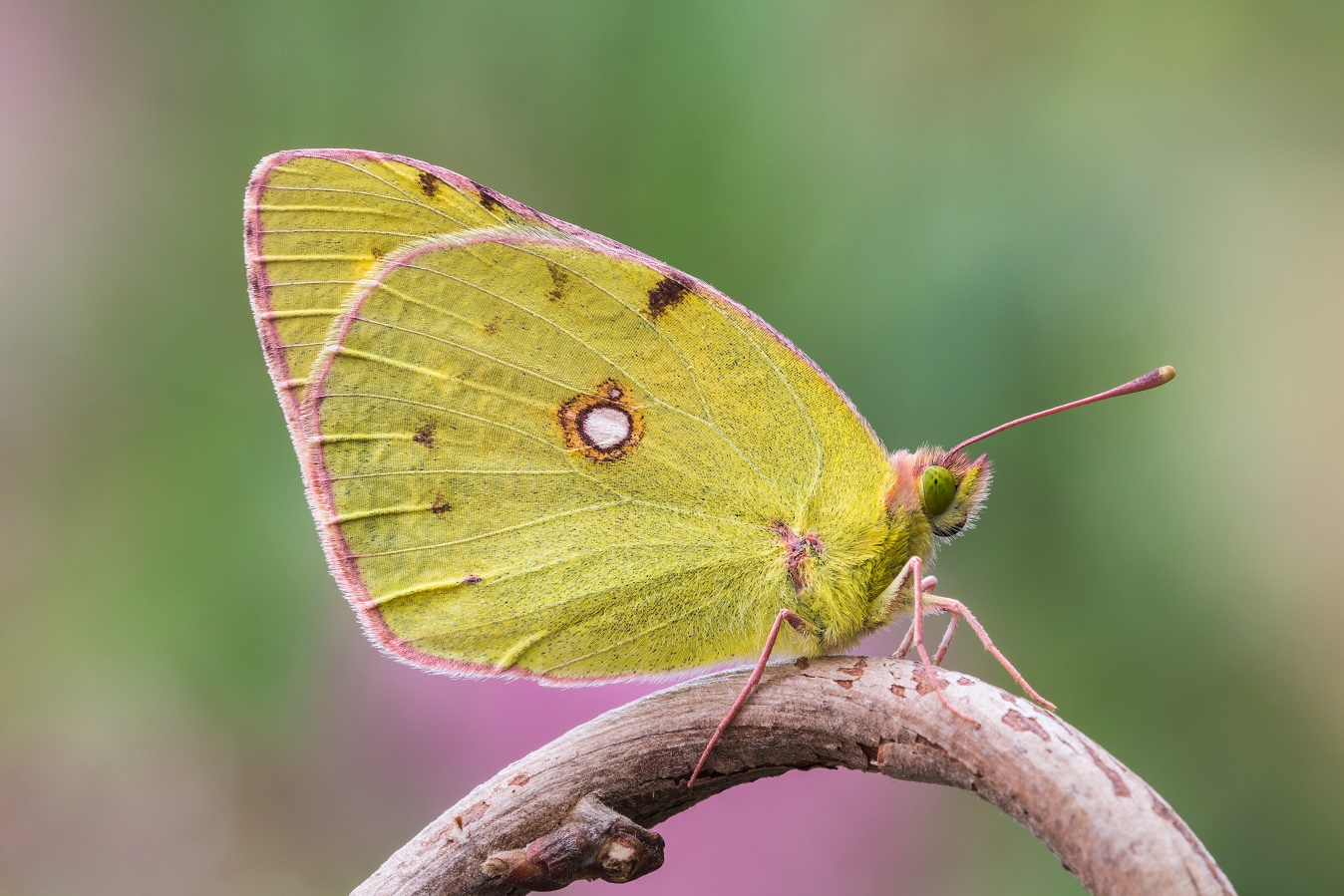 Limoncella Foto % Immagini| macro e close up, macro di insetti ...