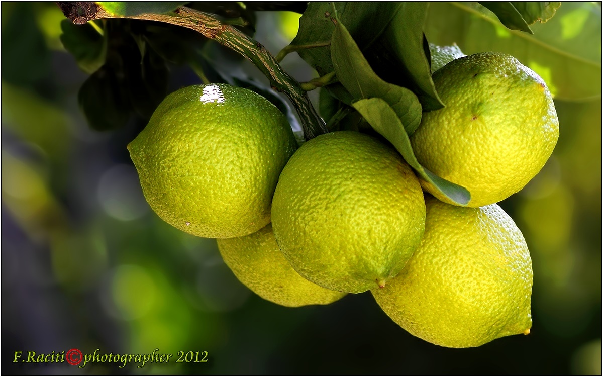 Limoni di Sicilia Foto % Immagini| piante, fiori e funghi, natura Foto ...