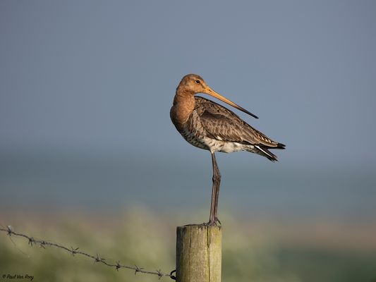 Nature Pictures & Photos