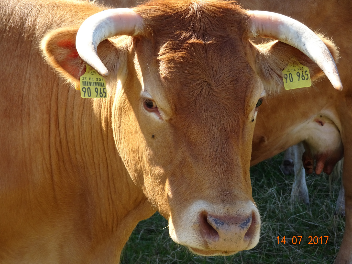 Limousin Rind Foto & Bild | natur, landschaft, tiere Bilder auf ...