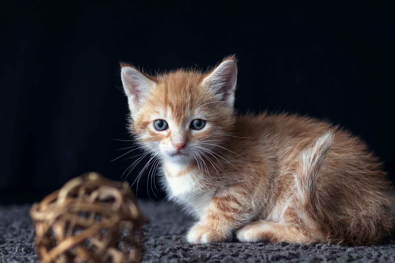 Lina Lu Foto & Bild | tiere, haustiere, katzen Bilder auf fotocommunity