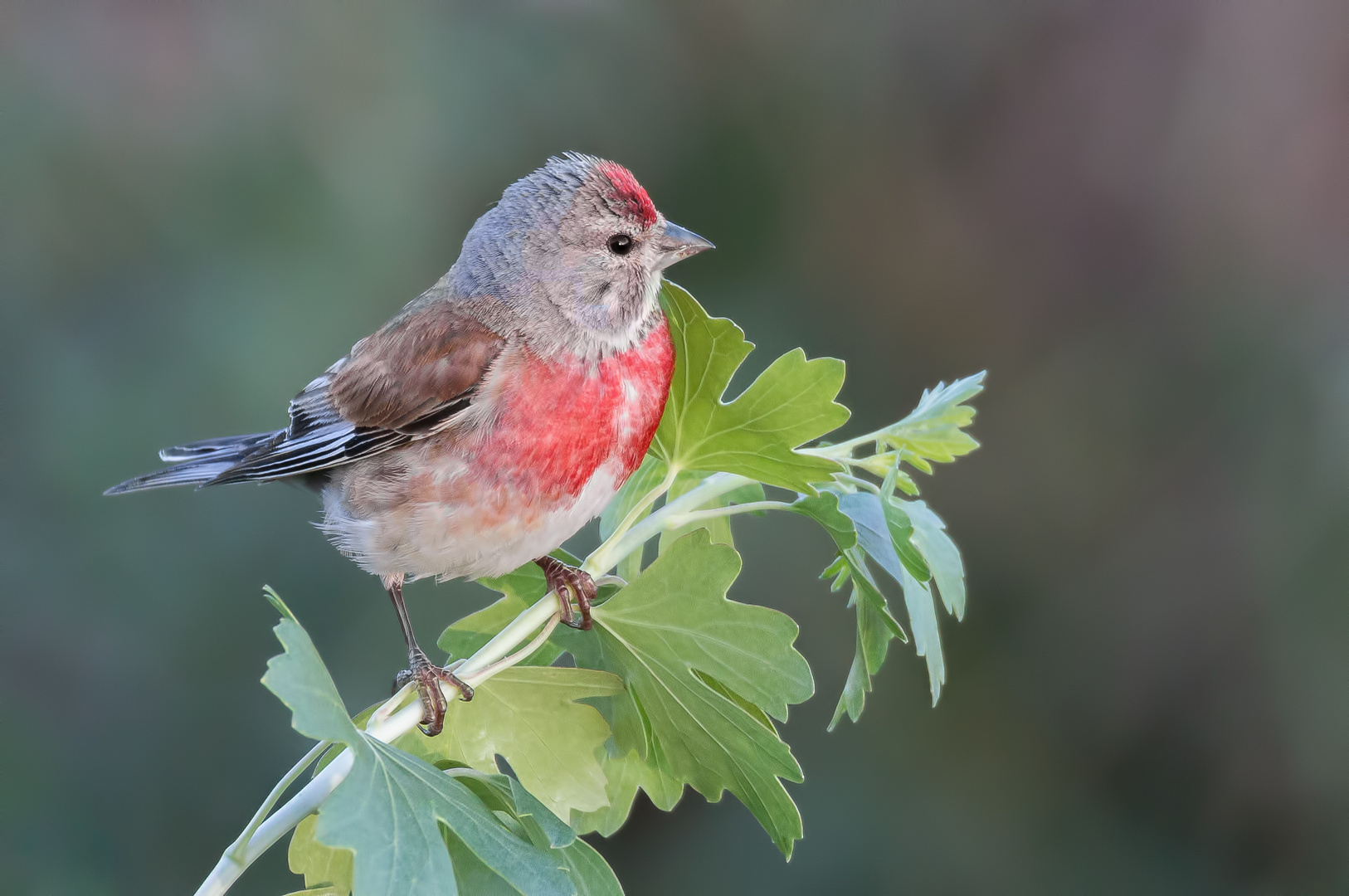 Linaria Cannabina Foto & Bild | tiere, wildlife, wild lebende vögel ...