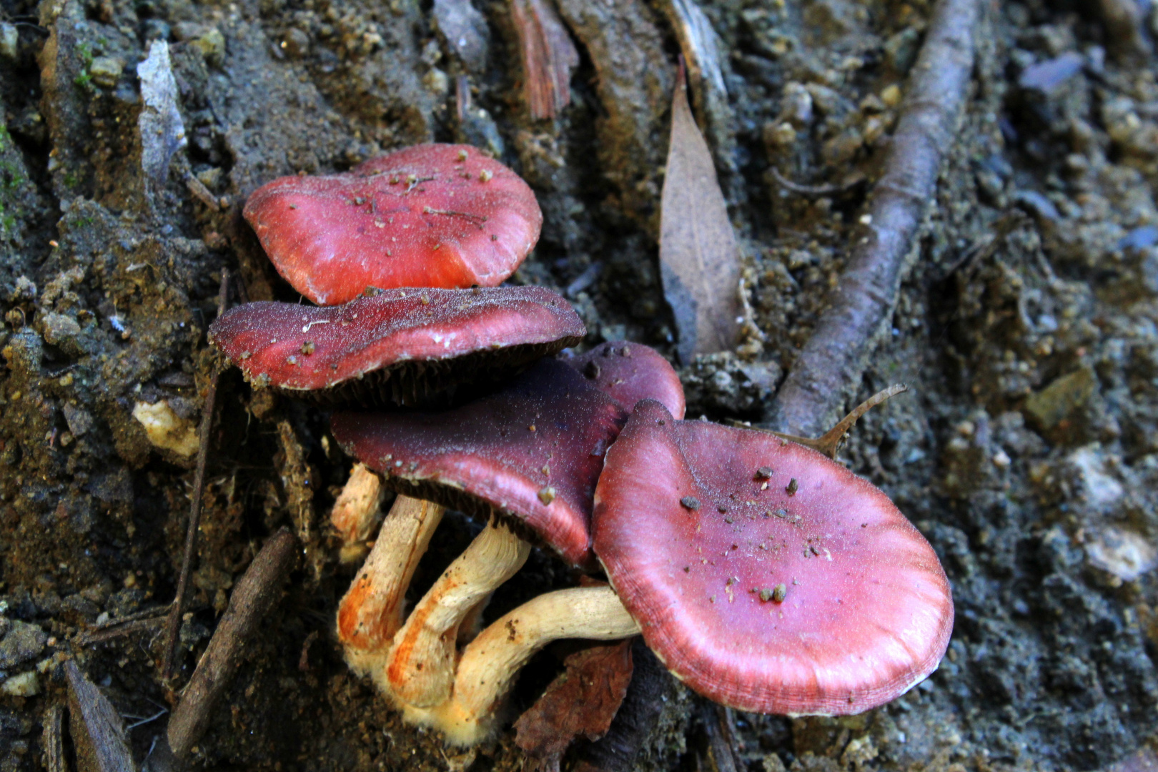 lindos hongos sobre tronco Imagen & Foto | naturaleza Fotos de ...