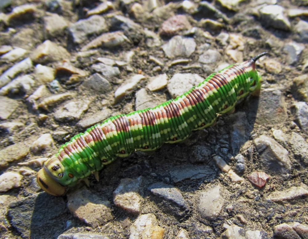 Lindwurm Foto & Bild | tiere, wildlife, insekten Bilder auf fotocommunity