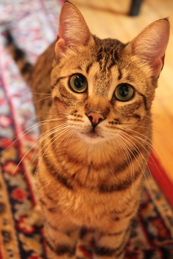 Link, the cat Foto & Bild | natur, tiere, link & zelda Bilder auf ...