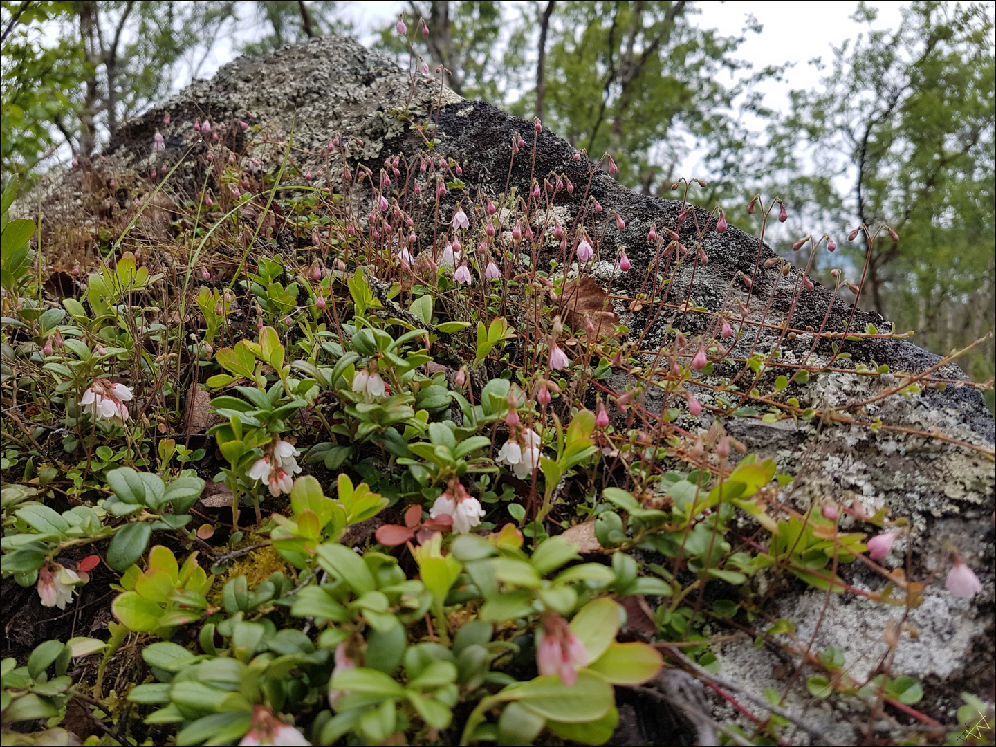 Linnaea borealis Foto & Bild | europe, scandinavia, sweden Bilder auf ...