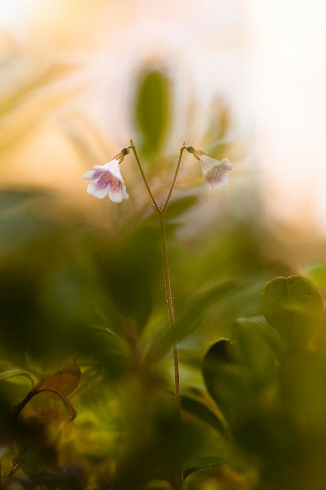 Linnéa II Foto & Bild | pflanzen, pilze & flechten, blüten ...