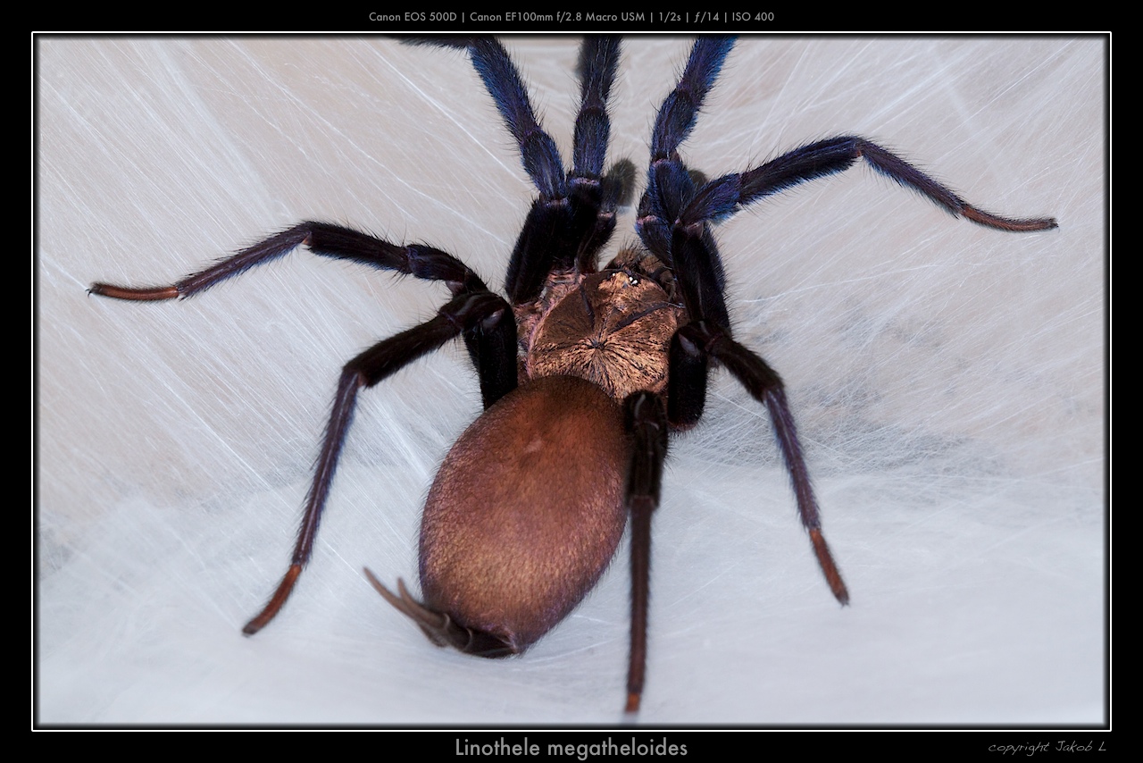 Linothele megatheloides Foto & Bild | tiere, haustiere, terraristik ...