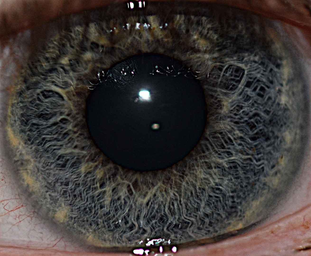 Linse zur Linse Foto & Bild | nah- & makro, erwachsene, techniken ...