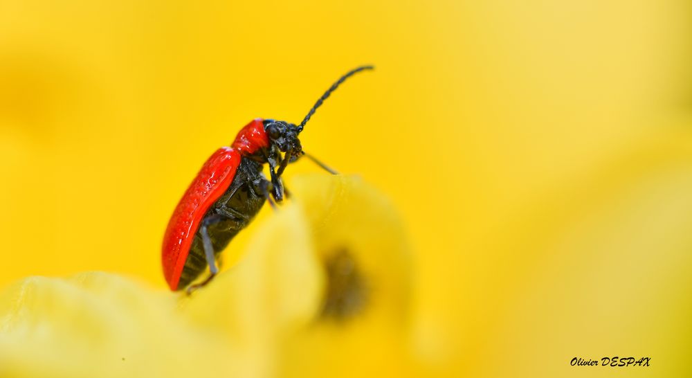 L'Insecte Rouge dans un écrin Jaune photo et image | nature, macro ...