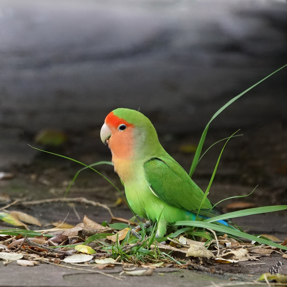 l'inséparable...... photo et image | nature, animaux, oiseaux Images ...