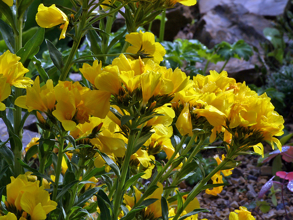 Linum capitatum im Alpinum Foto & Bild | pflanzen, pilze & flechten ...