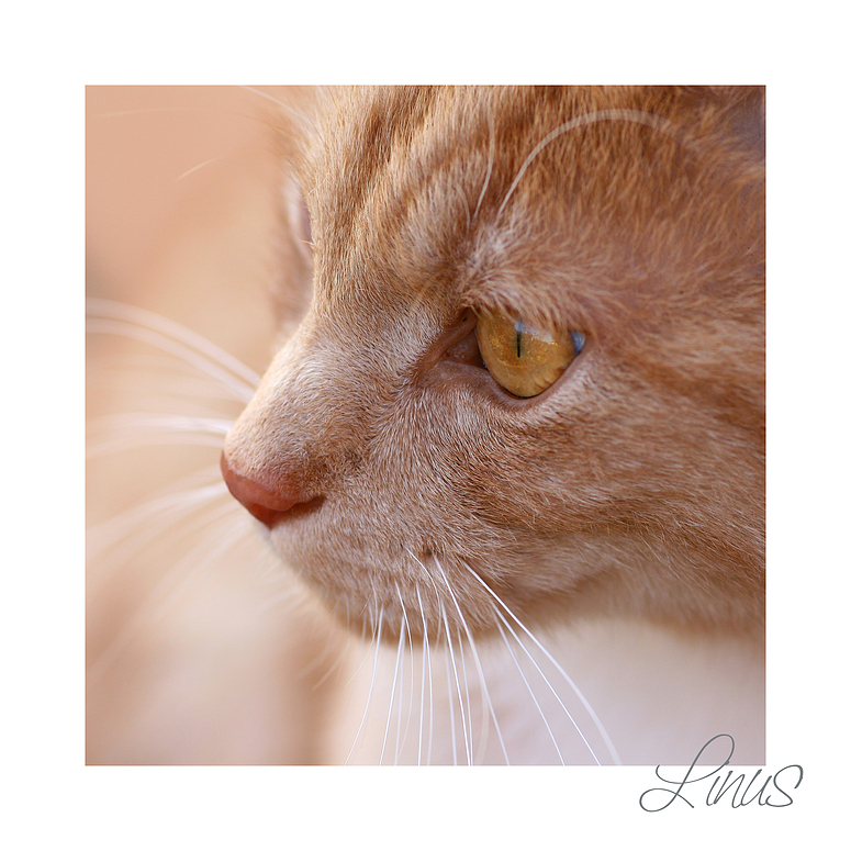 Linus Foto & Bild | tiere, haustiere, katzen Bilder auf fotocommunity