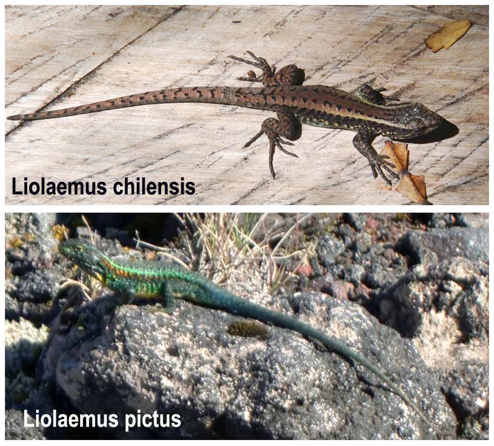 Liolaemus chilensis und Liolaemus pictus Foto & Bild | south america ...