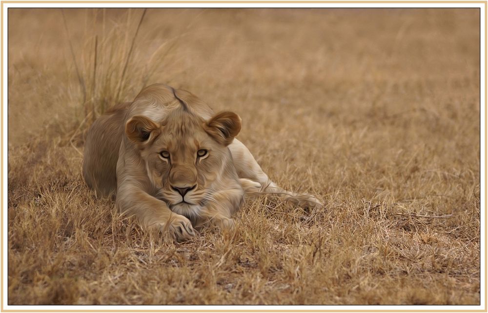 Lion-Art Foto & Bild | bearbeitungs - techniken, filtertechniken, fotos Bilder auf fotocommunity