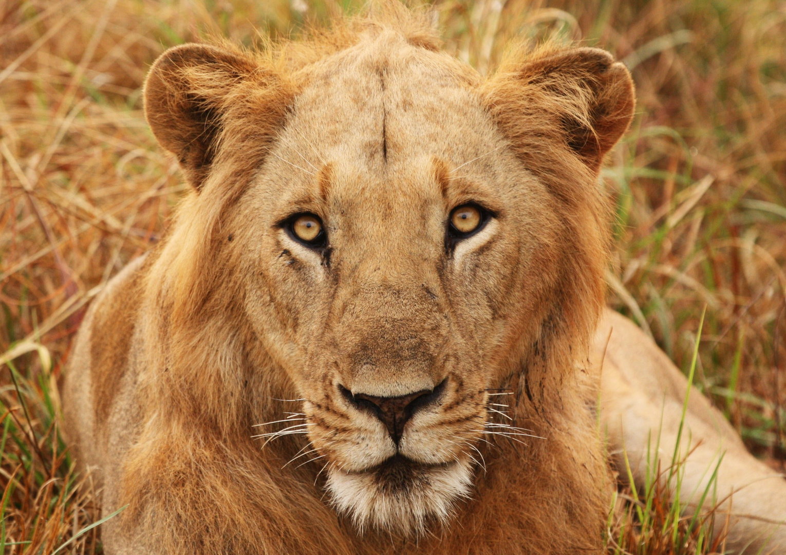 Lions in West-Africa