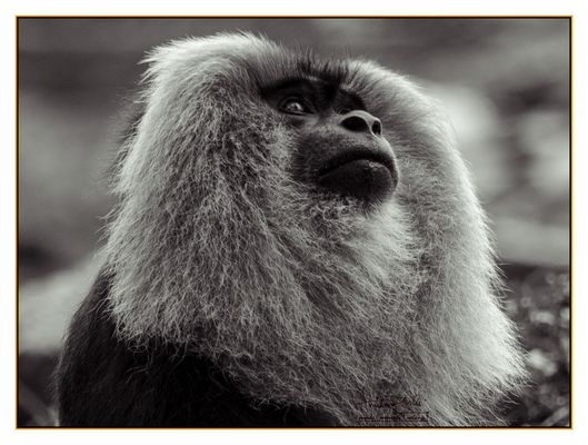 Animals Pictures & Photos