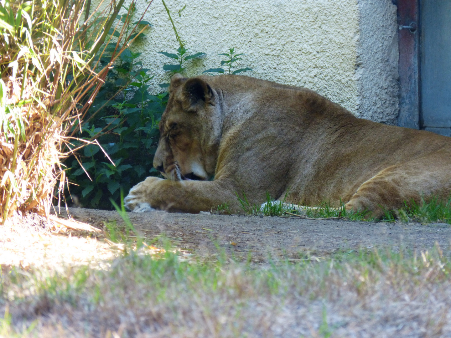 Lionne photo et image | animaux, zoo et animaux en captivité, animaux ...