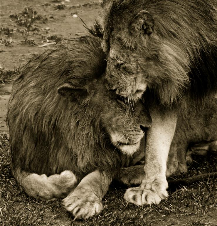 Lions Hugging Each Other