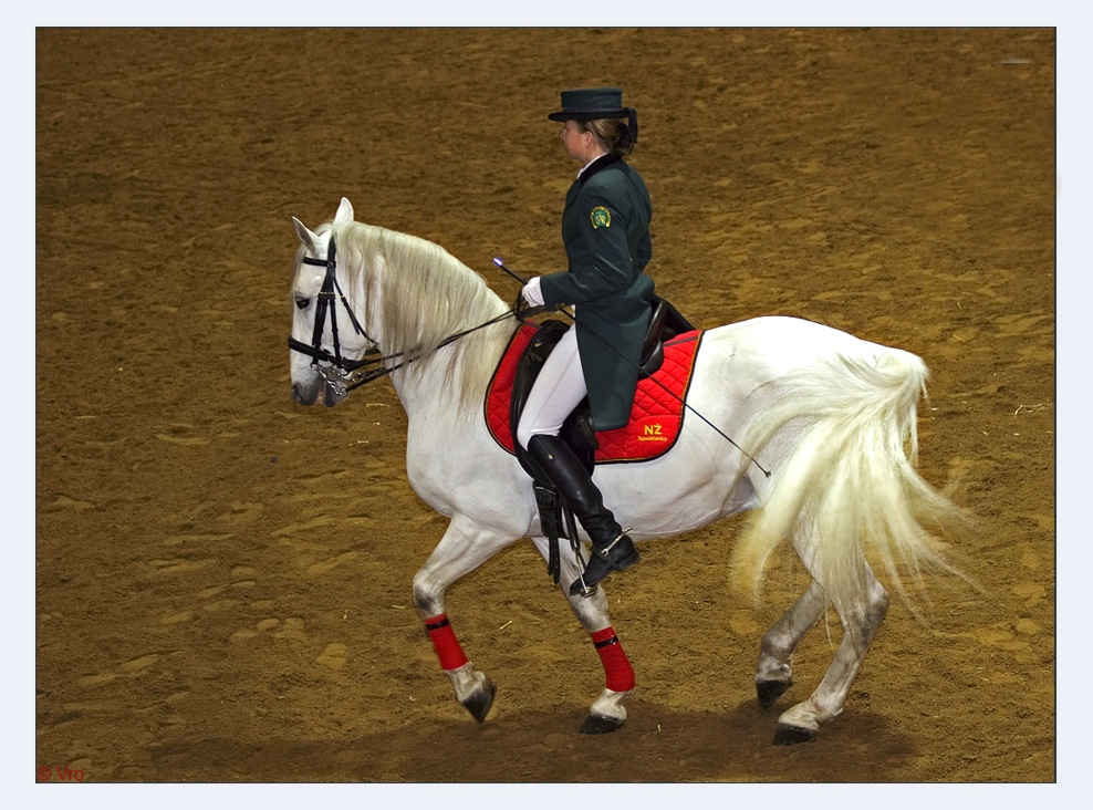 Lipizzaner. Foto & Bild | tiere, haustiere, pferde, esel, maultiere ...