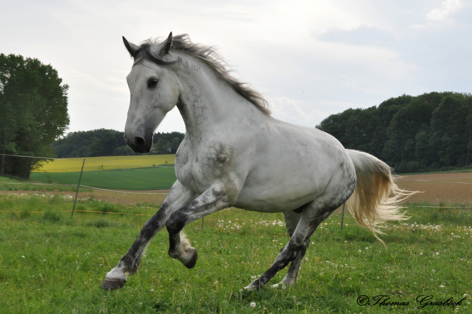 Lipizzaner Foto & Bild | tiere, haustiere, pferde, esel, maultiere ...