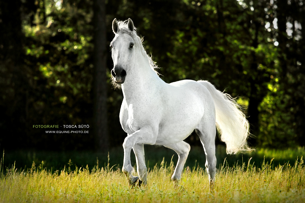 .Lipizzaner. Foto & Bild | tiere, haustiere, pferde, esel, maultiere ...